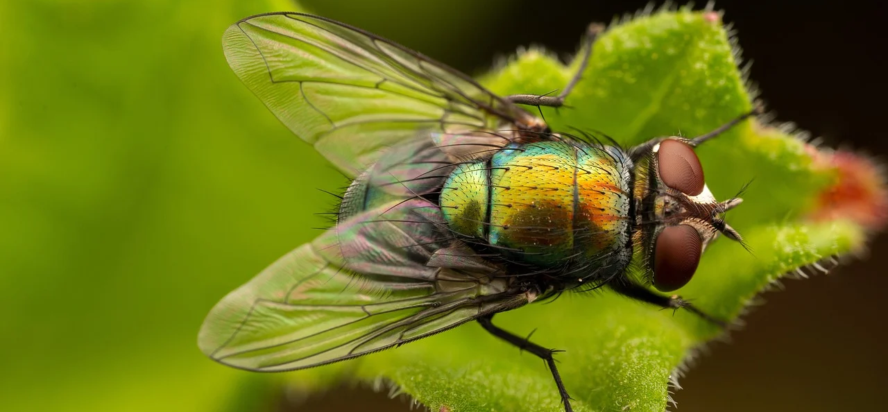 House and Biting Fly Liquid Spray – Pesticide Technology LLC